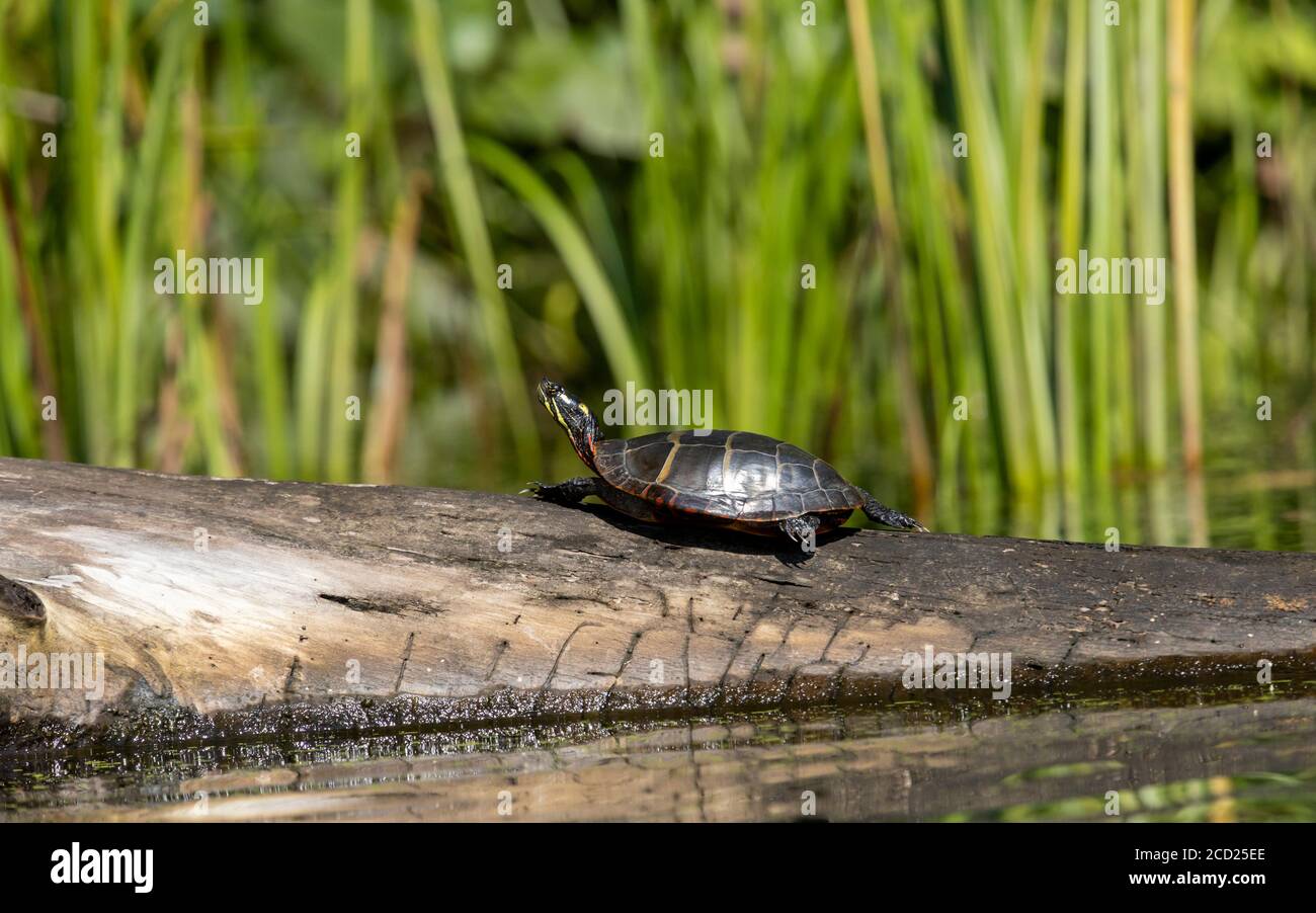 Painted Turtle stretches its legs out while basking on a sunny log ...
