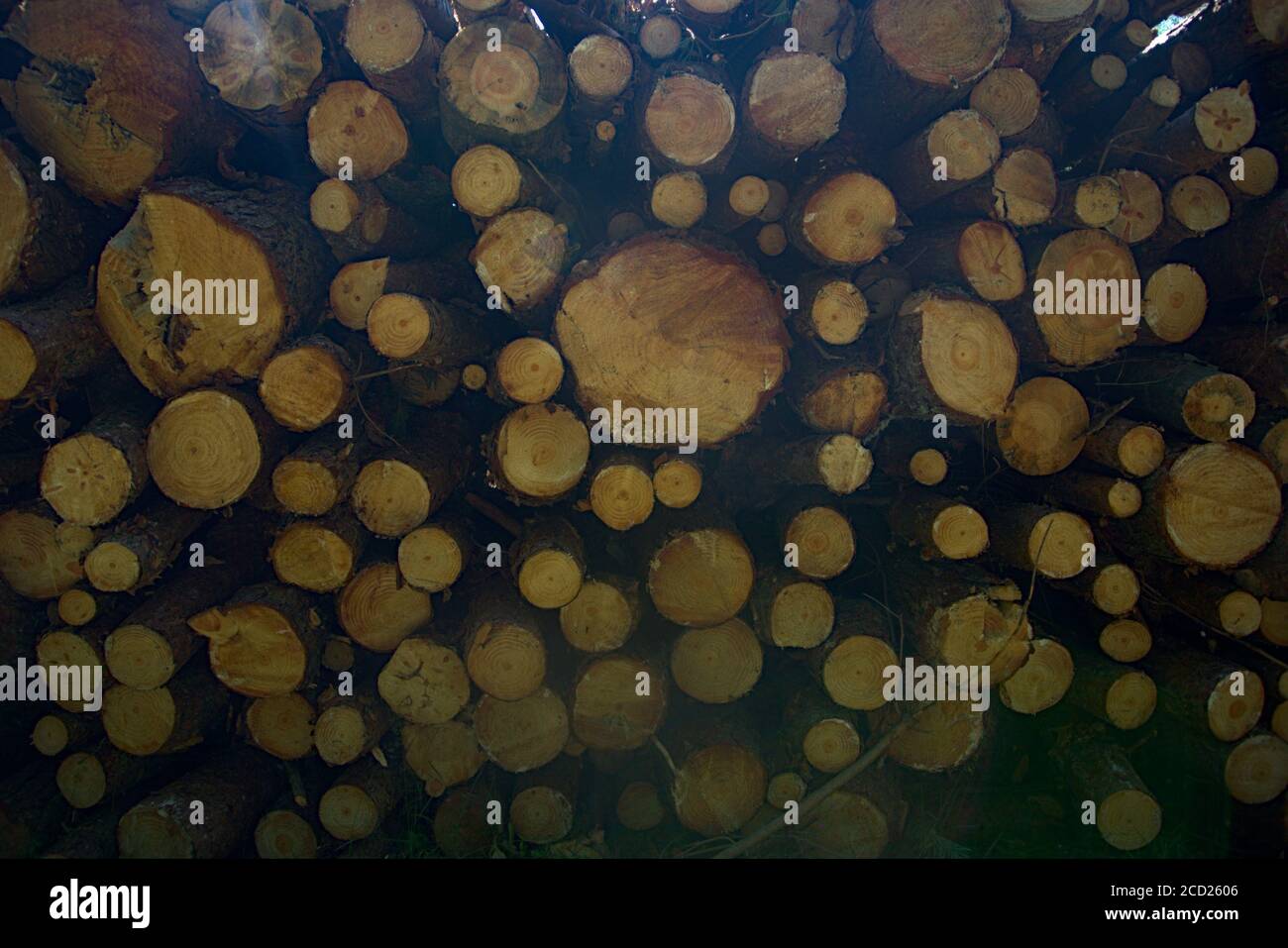 Wall of wooden logs background Stock Photo - Alamy