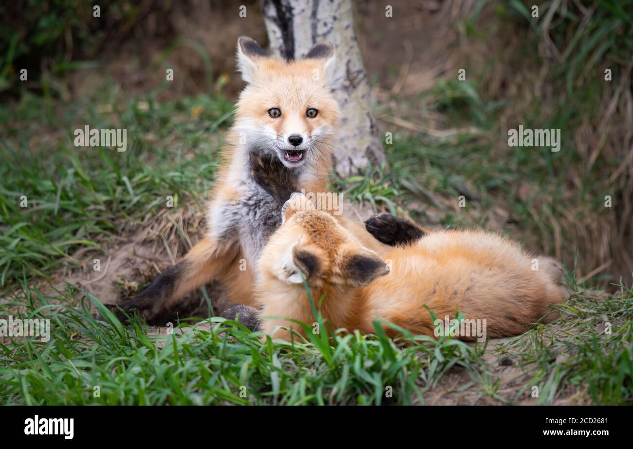 Red fox kits Stock Photo - Alamy