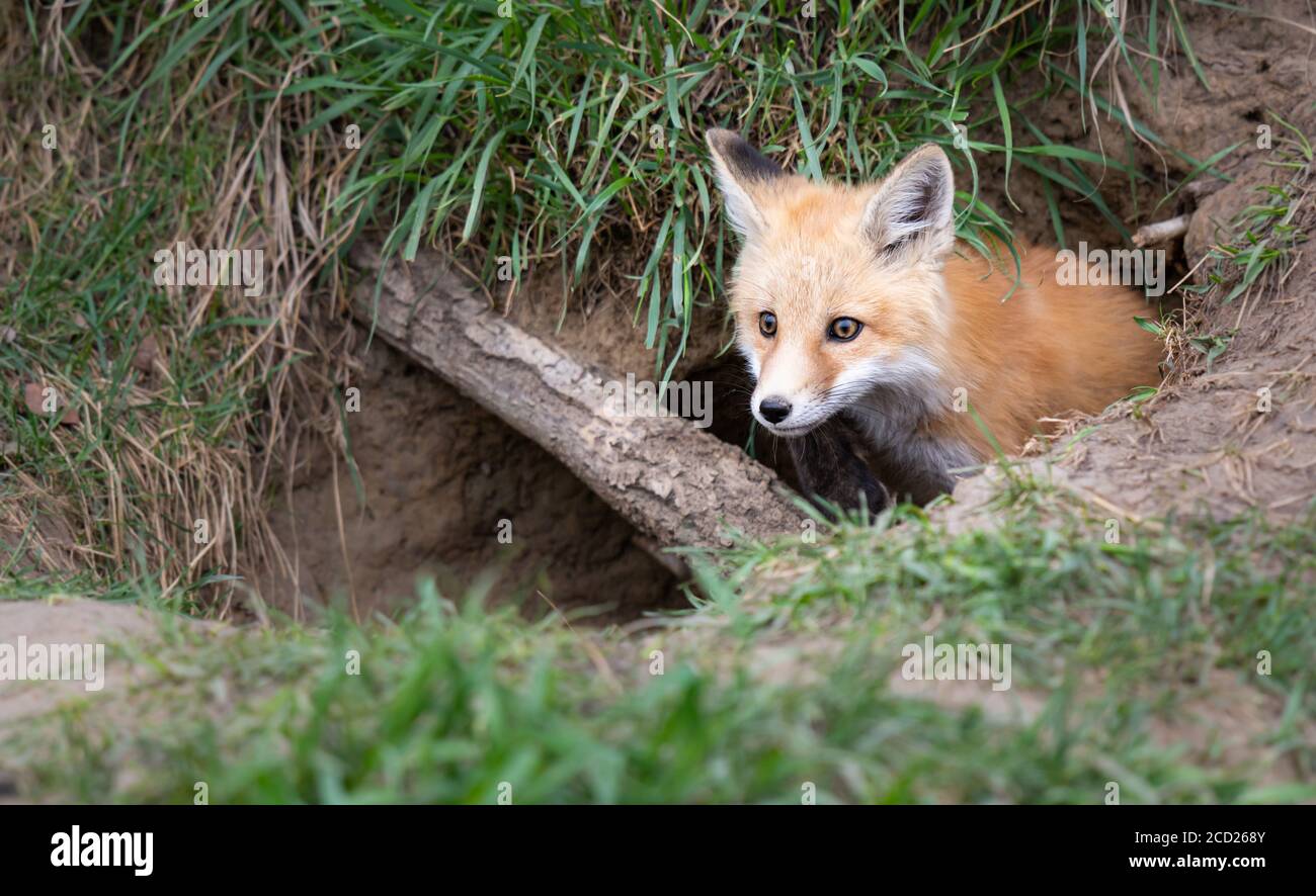 Red fox kits Stock Photo - Alamy