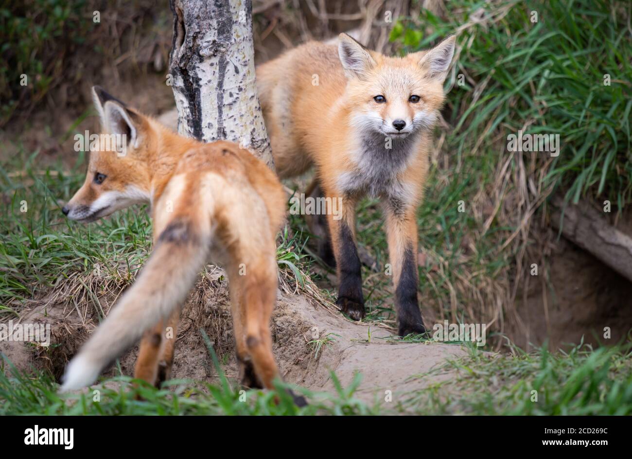 Red fox kits Stock Photo - Alamy