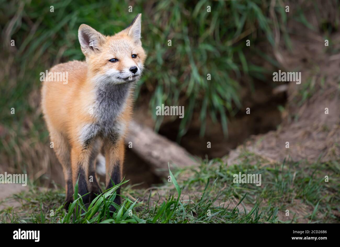 Red fox kits Stock Photo - Alamy