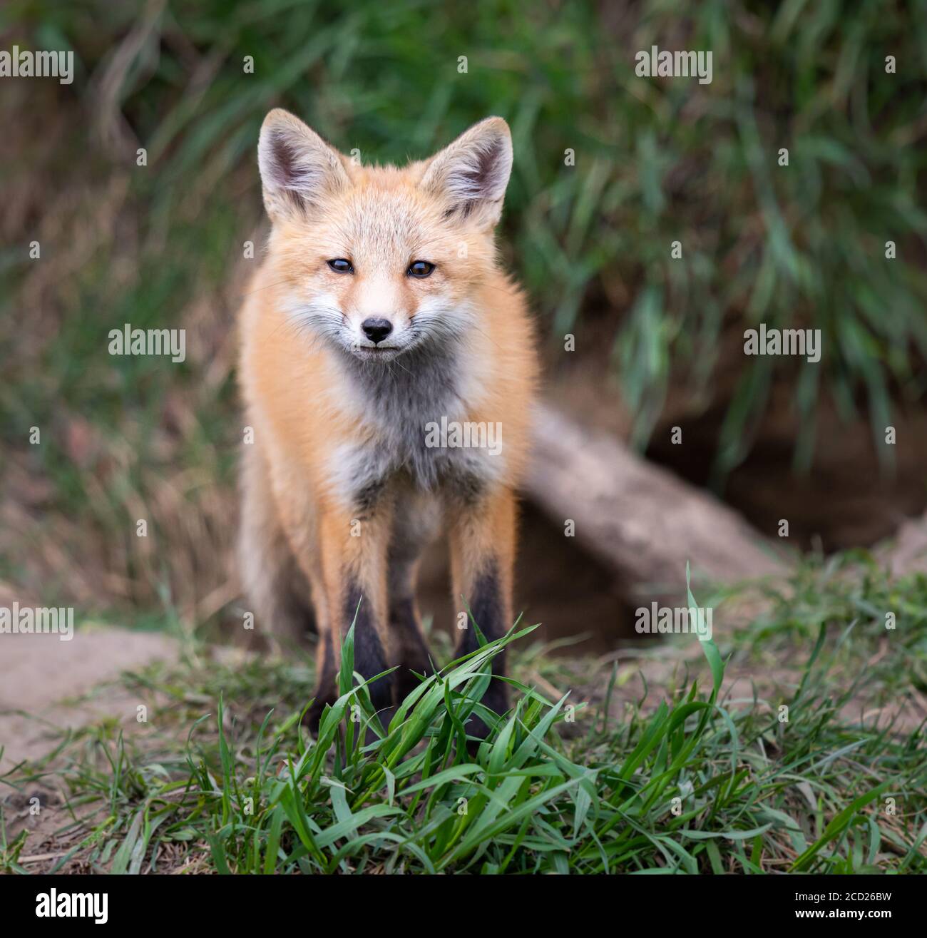 Red fox kits Stock Photo - Alamy