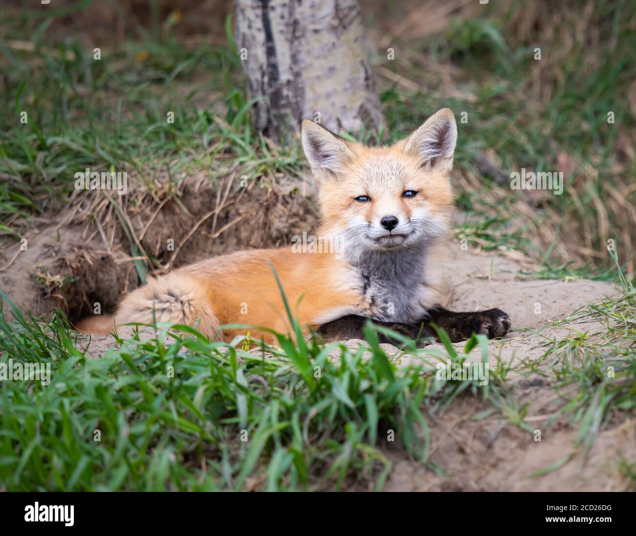 Red fox kits Stock Photo - Alamy