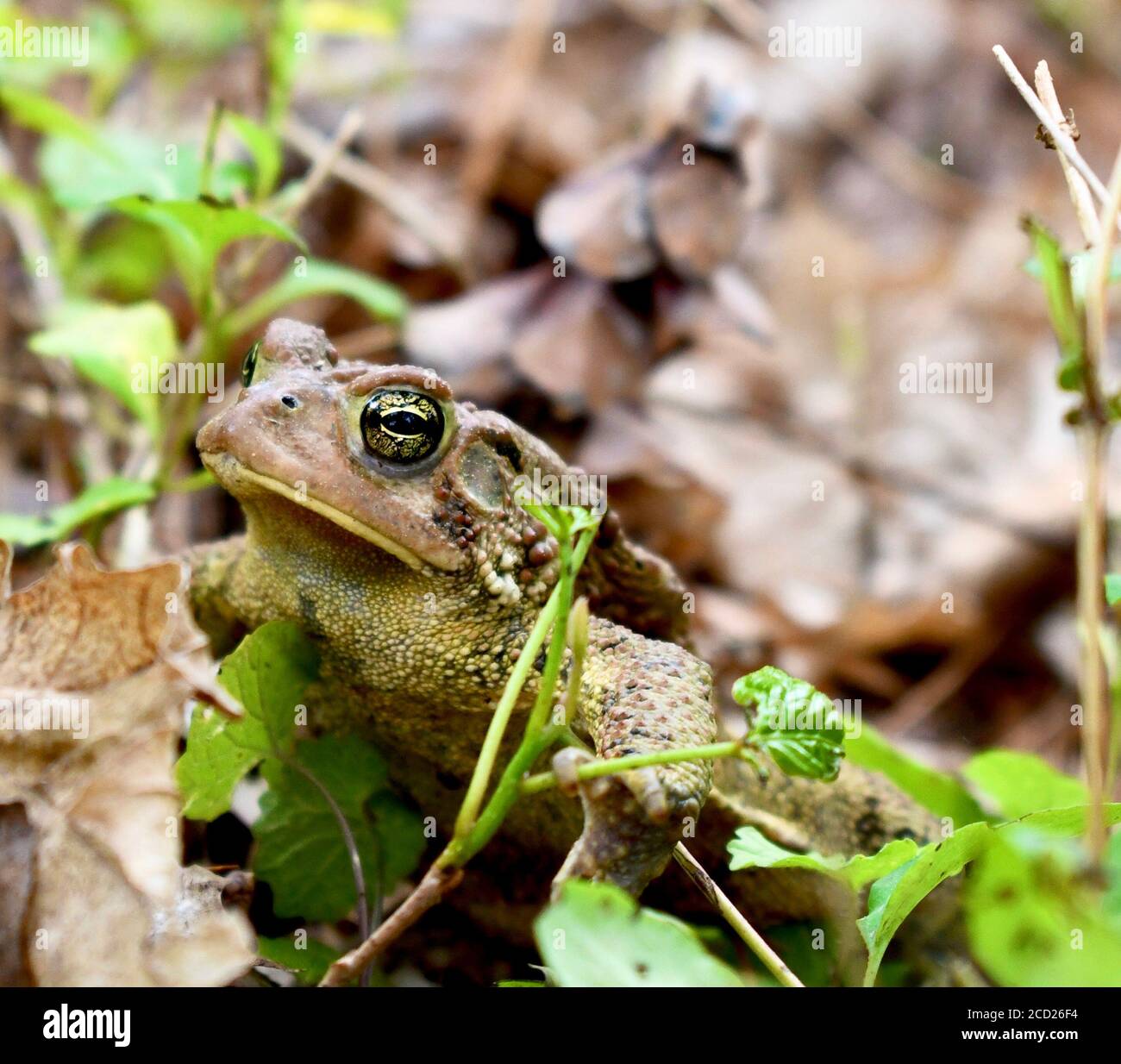 Hoptoad on Cornucopia Trail Stock Photo - Alamy