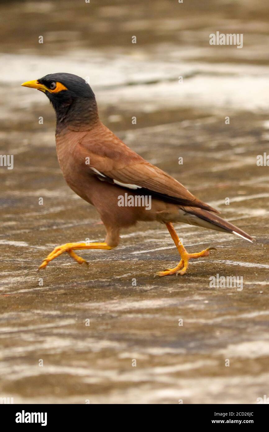 Indian Myna or Common Myna - Acridotheres tristis Running and Playing ...