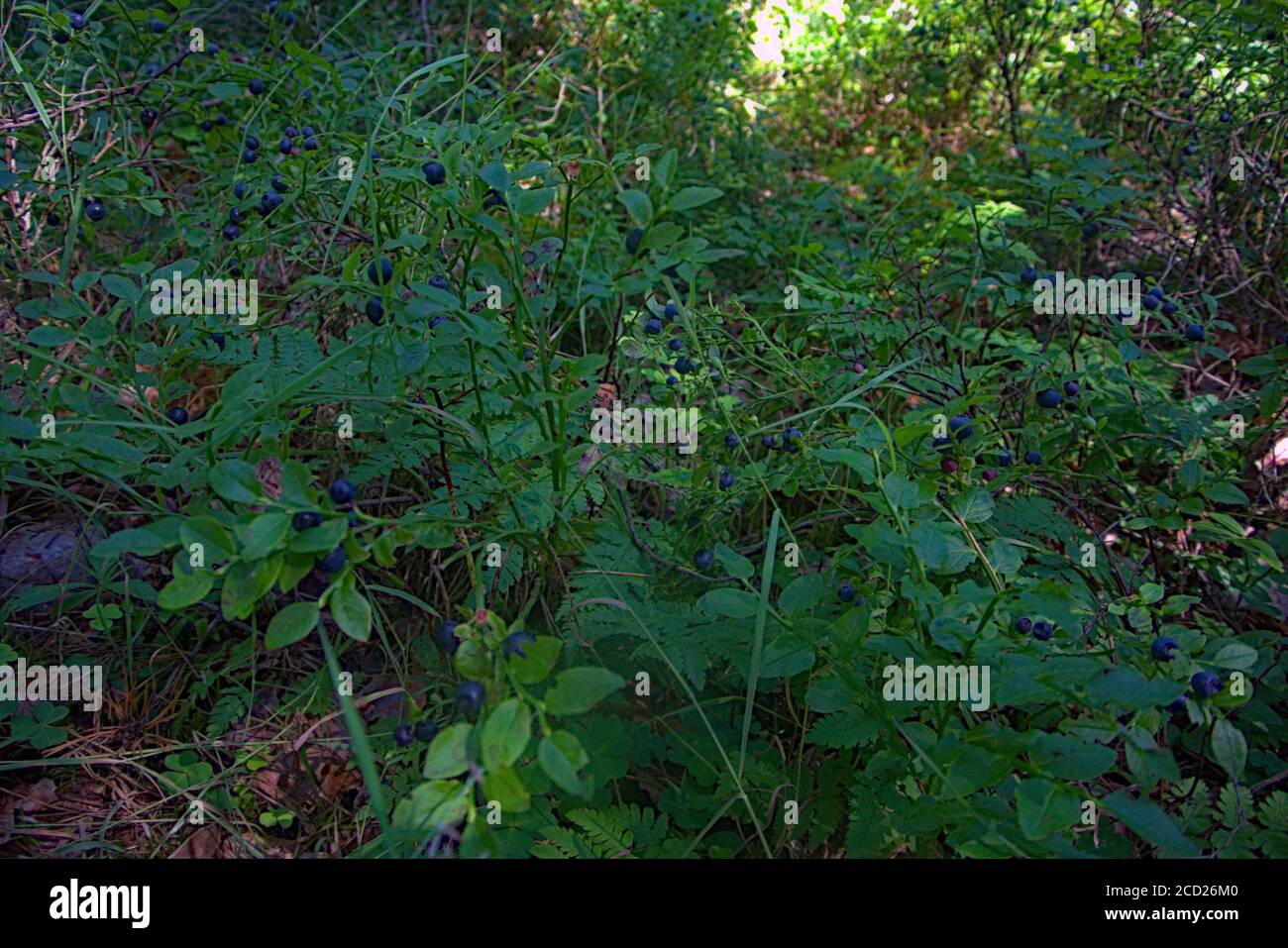 Natural blueberry bushes growing on a forest floor Stock Photo - Alamy
