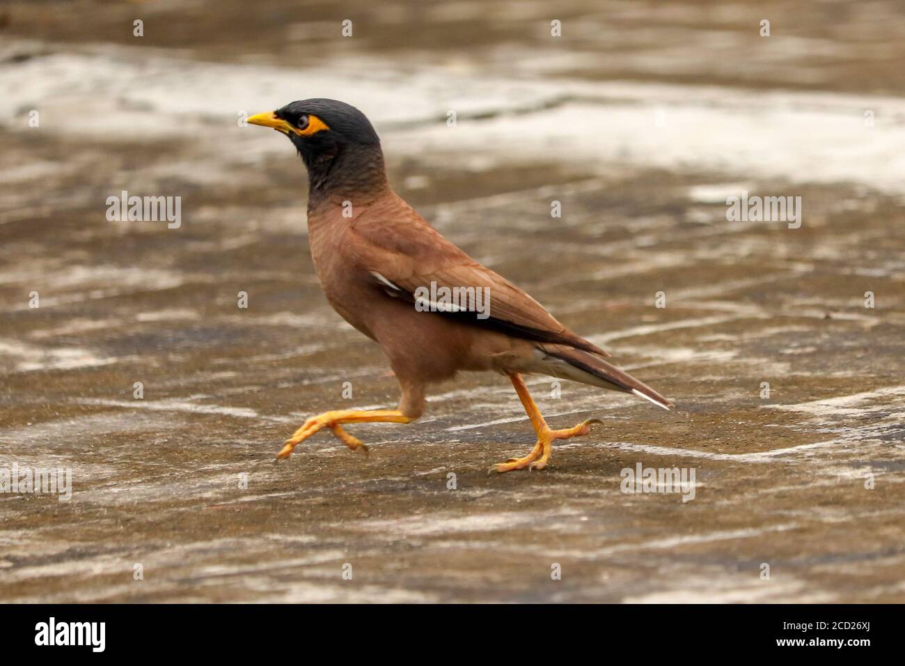 Mynas of india hi-res stock photography and images - Alamy