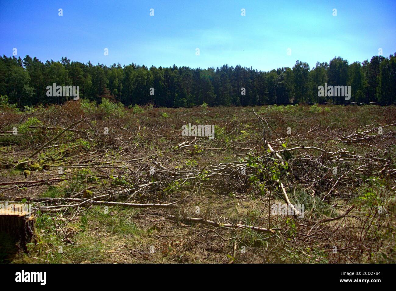 Cut down forest hi-res stock photography and images - Alamy
