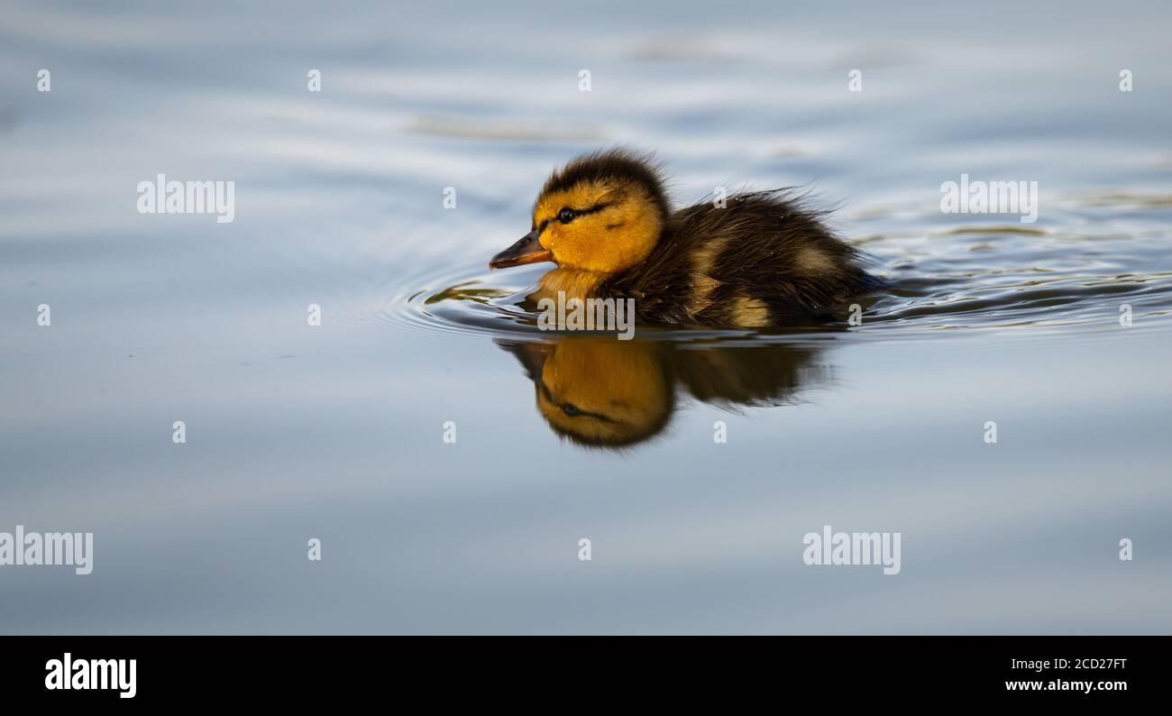 Mallard duckling in the Canadian wilderness Stock Photo - Alamy