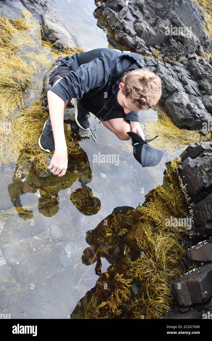 Boy searching for sea life Stock Photo - Alamy