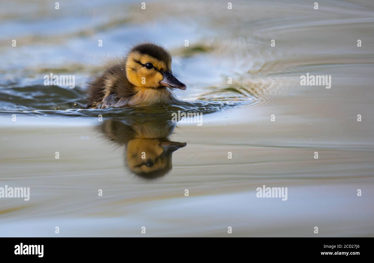 Mallard duckling in the Canadian wilderness Stock Photo - Alamy