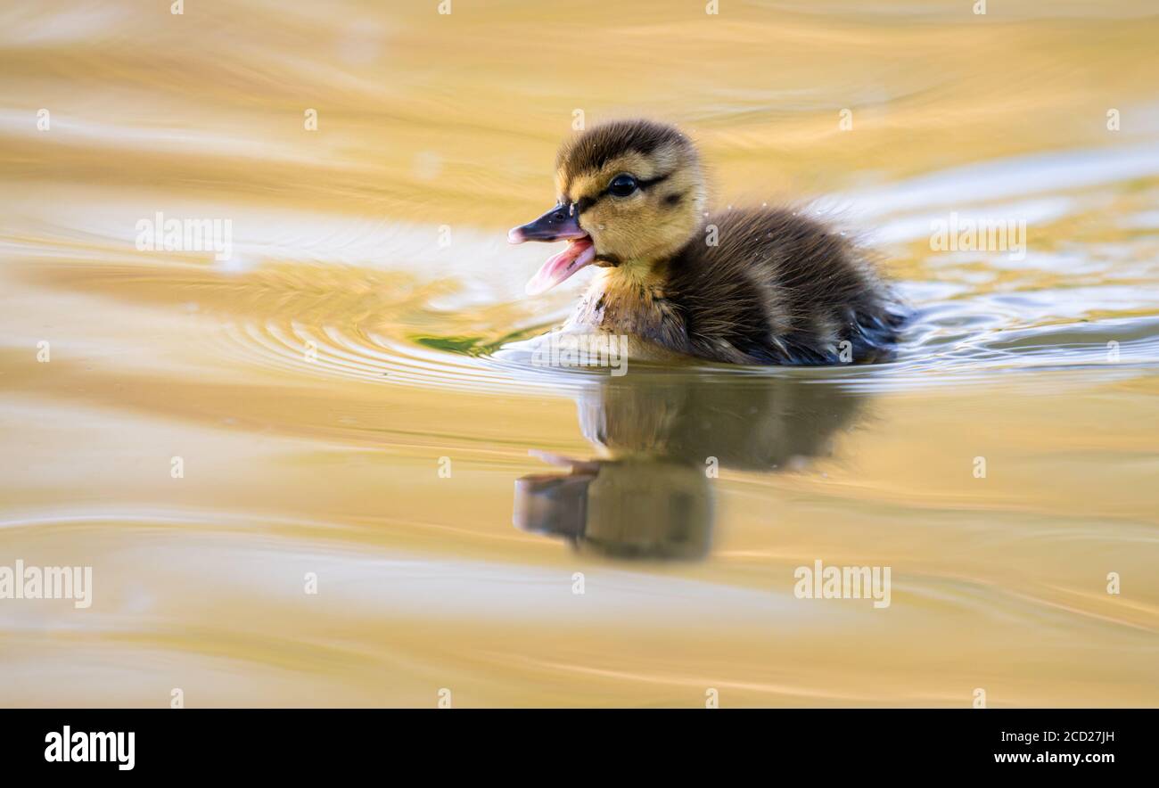Mallard duckling in the Canadian wilderness Stock Photo - Alamy