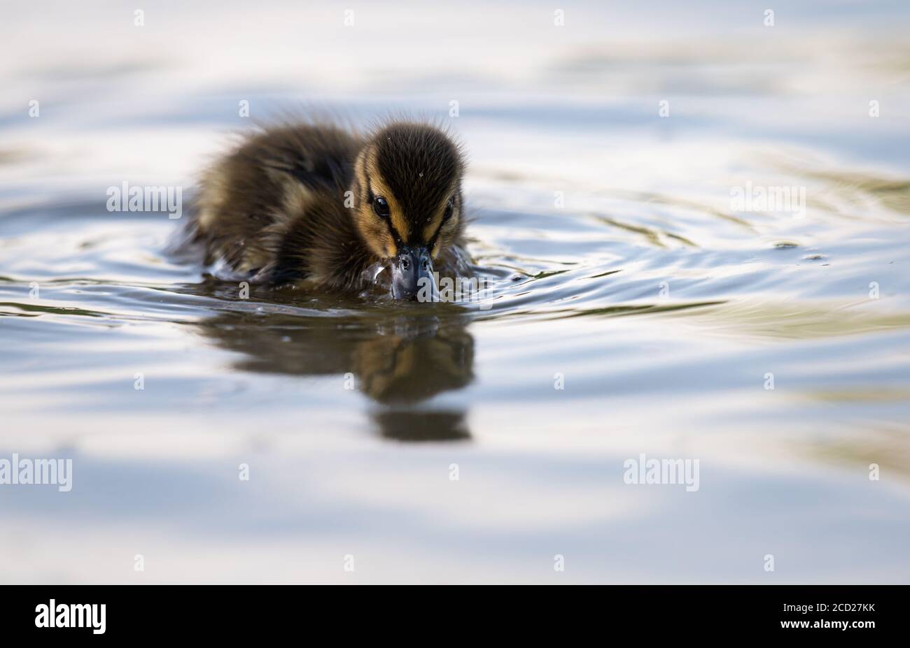 Mallard duckling in the Canadian wilderness Stock Photo - Alamy
