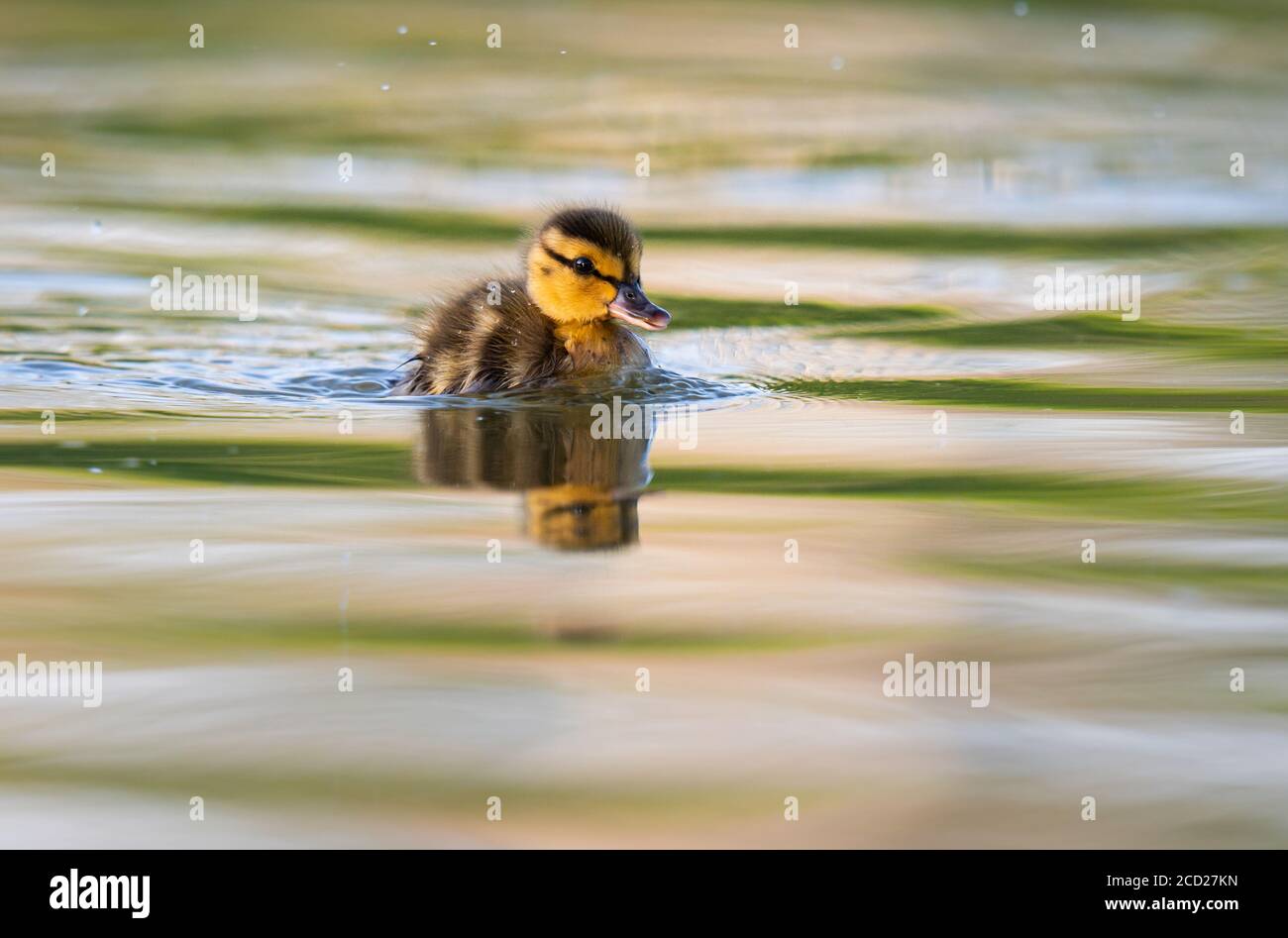 Mallard duckling in the Canadian wilderness Stock Photo - Alamy