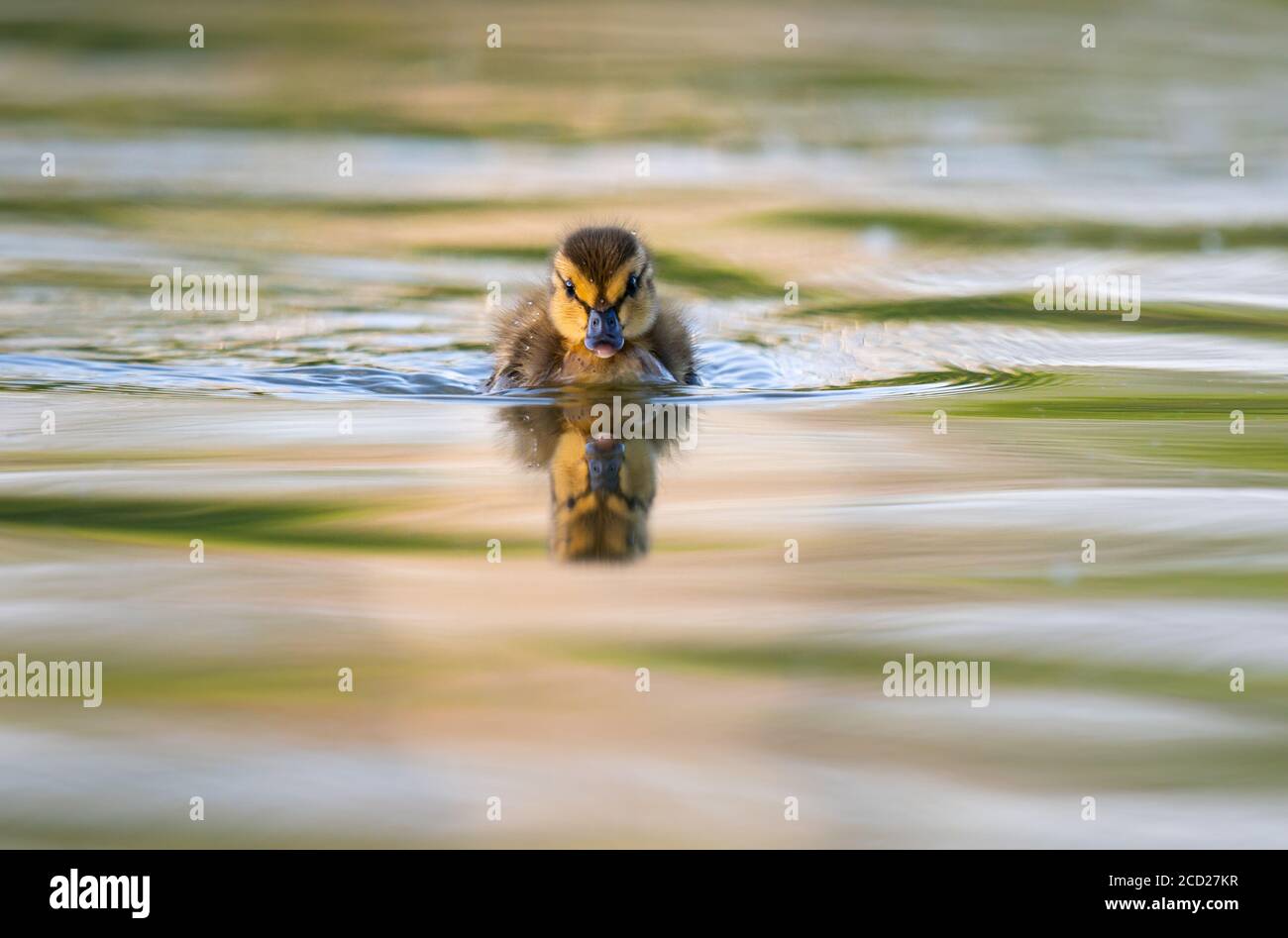 Mallard duckling in the Canadian wilderness Stock Photo - Alamy