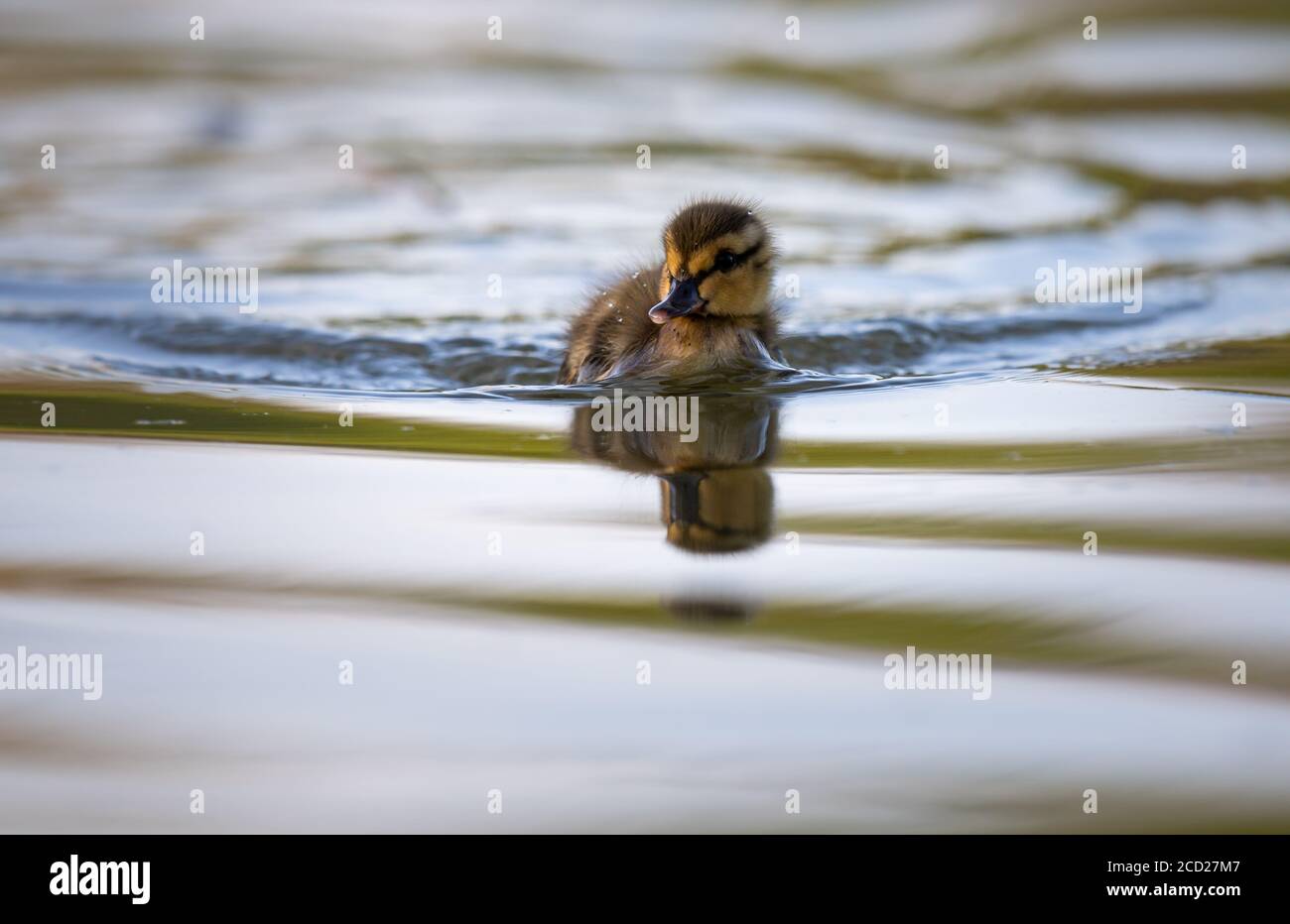 Mallard duckling in the Canadian wilderness Stock Photo - Alamy