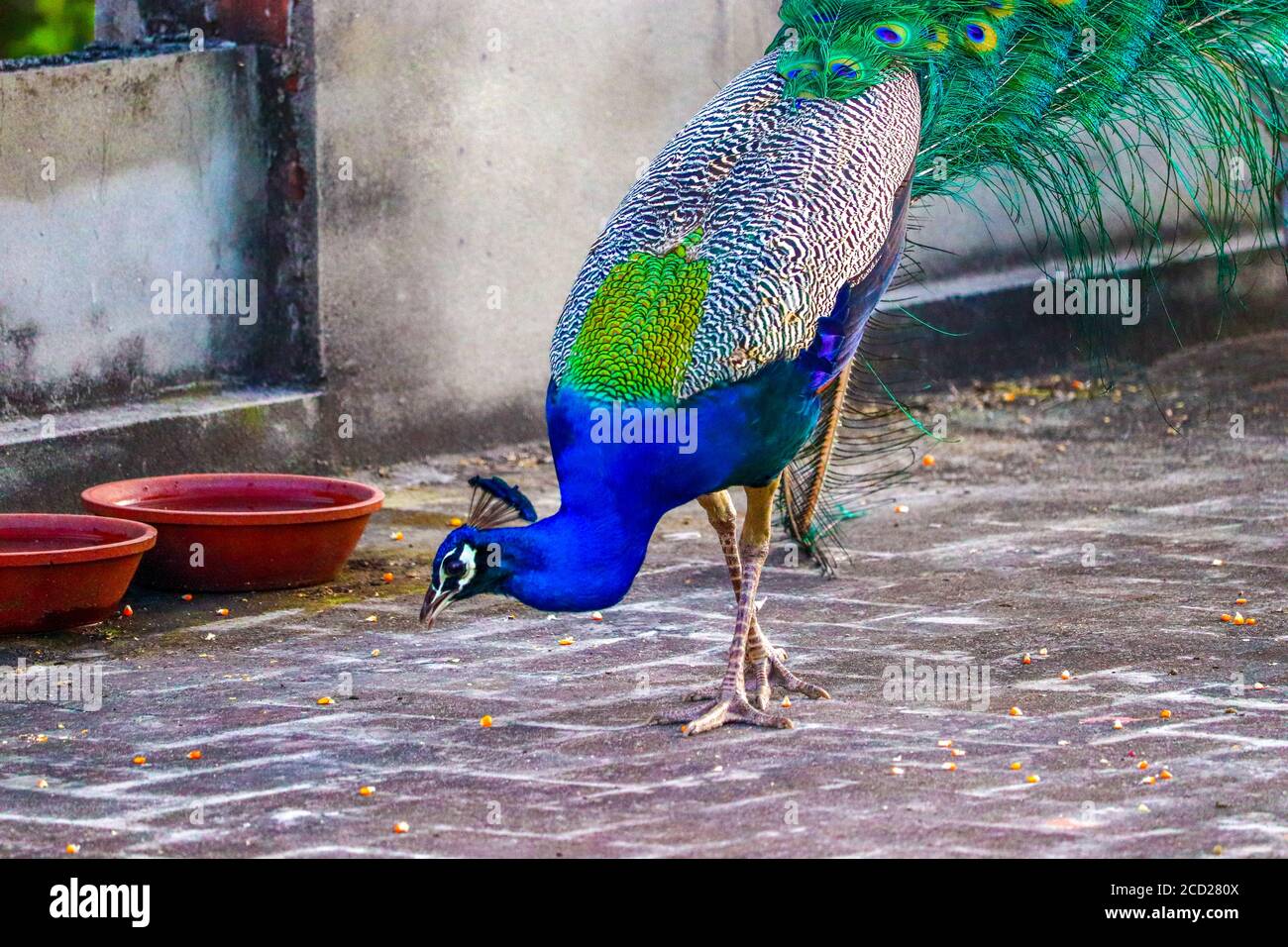 Peacock eating maize hi-res stock photography and images - Alamy