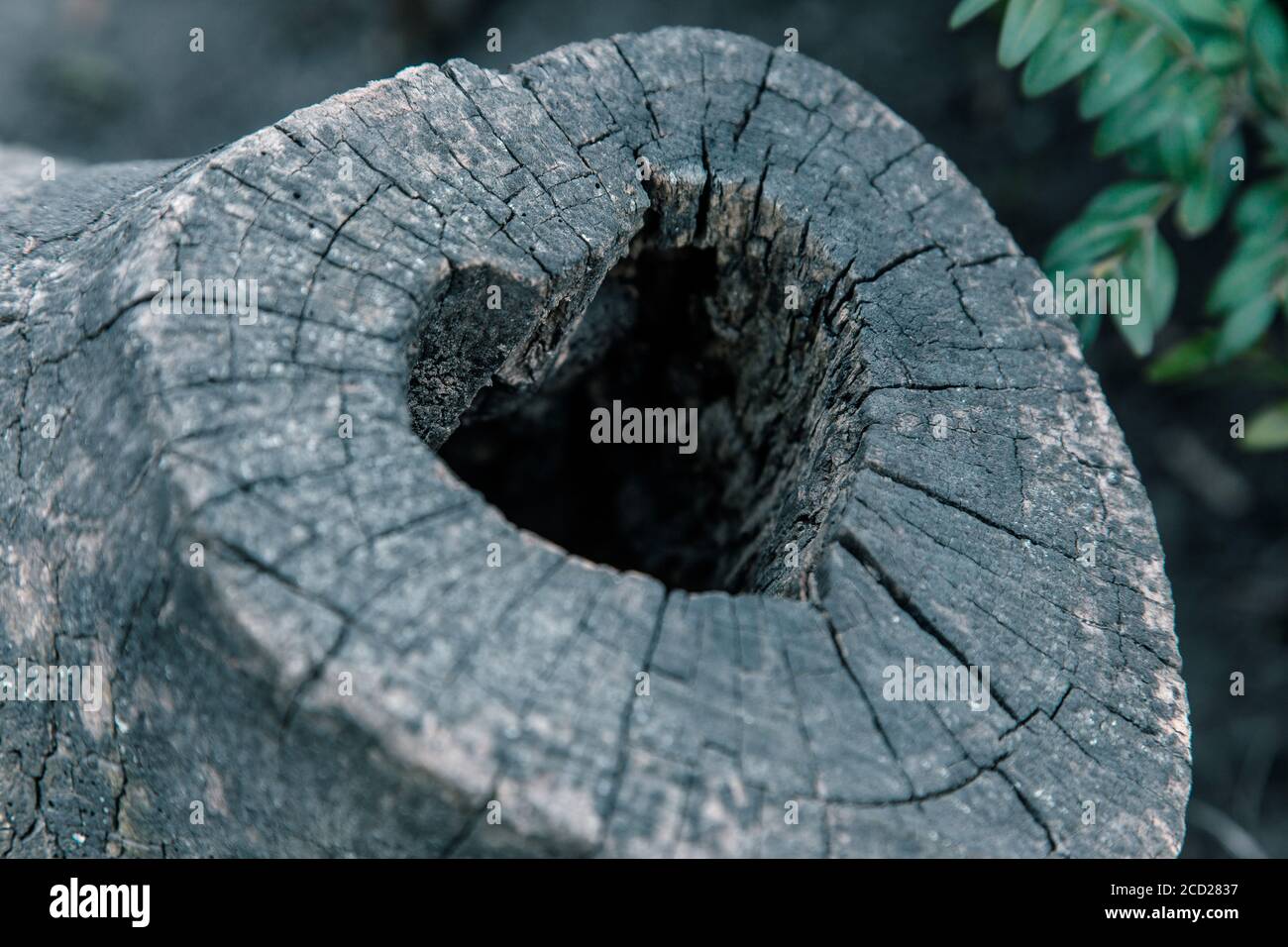 Heart symbol tree circle hi-res stock photography and images - Alamy