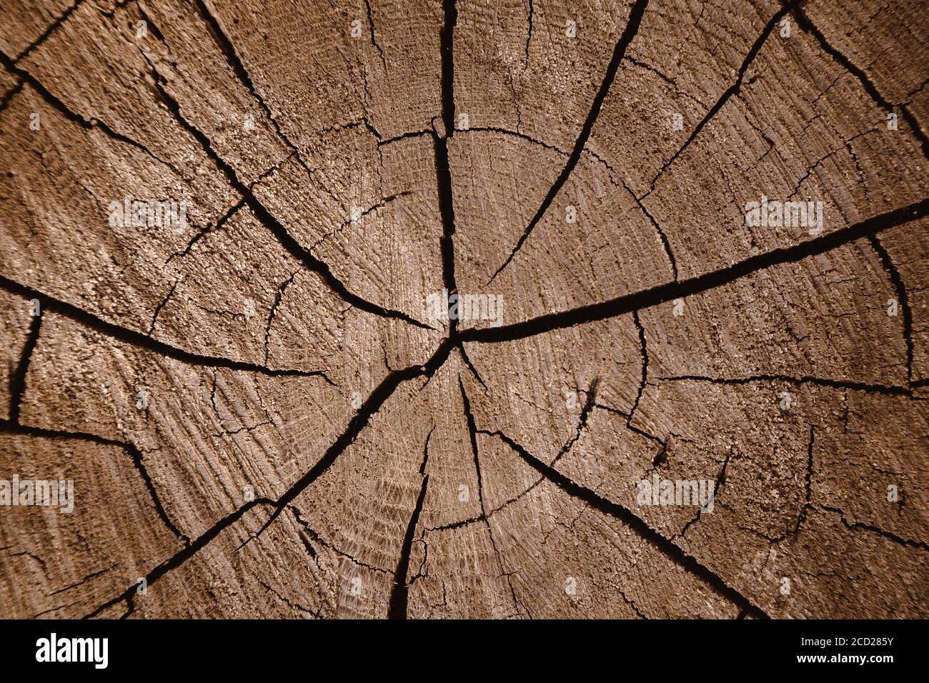 Wooden background. Texture. Tree stump background in the nature eco ...