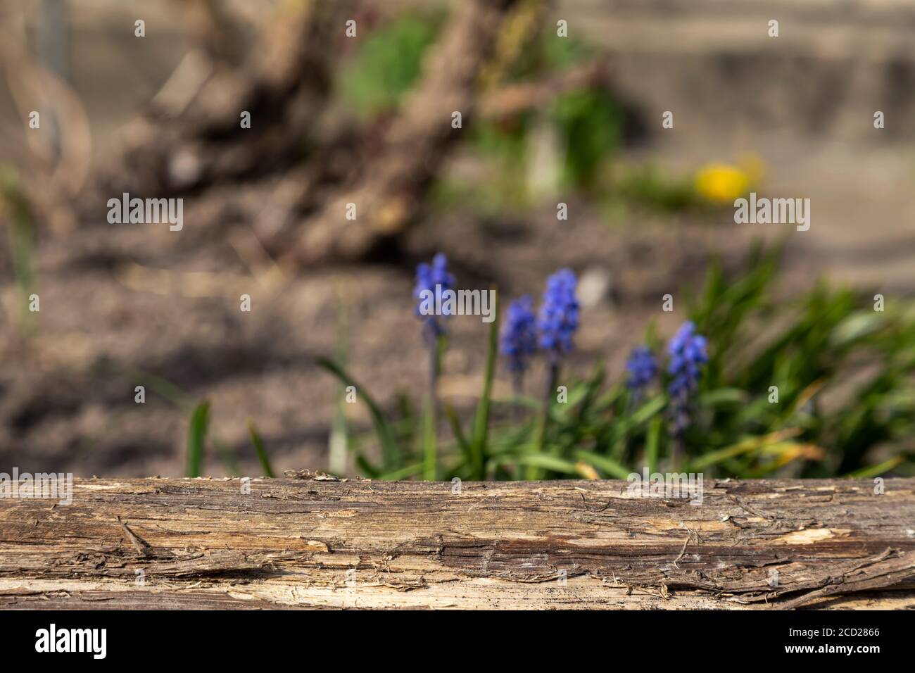Empty wooden and decoration background, product montage display,can be ...