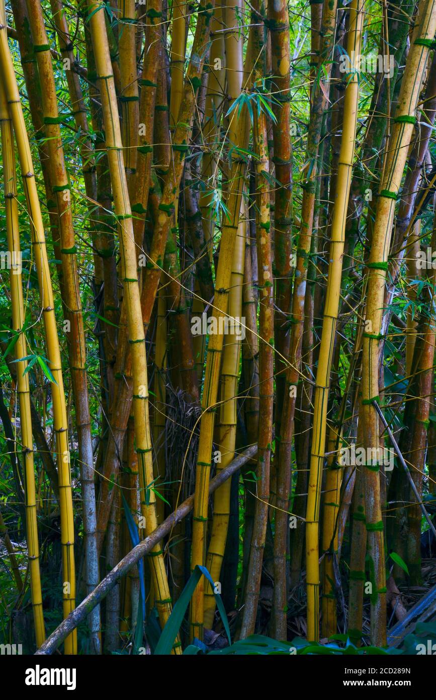 Thicket of bamboo at sunset, Waimea Valley, Oahu Island, Haleiwa ...