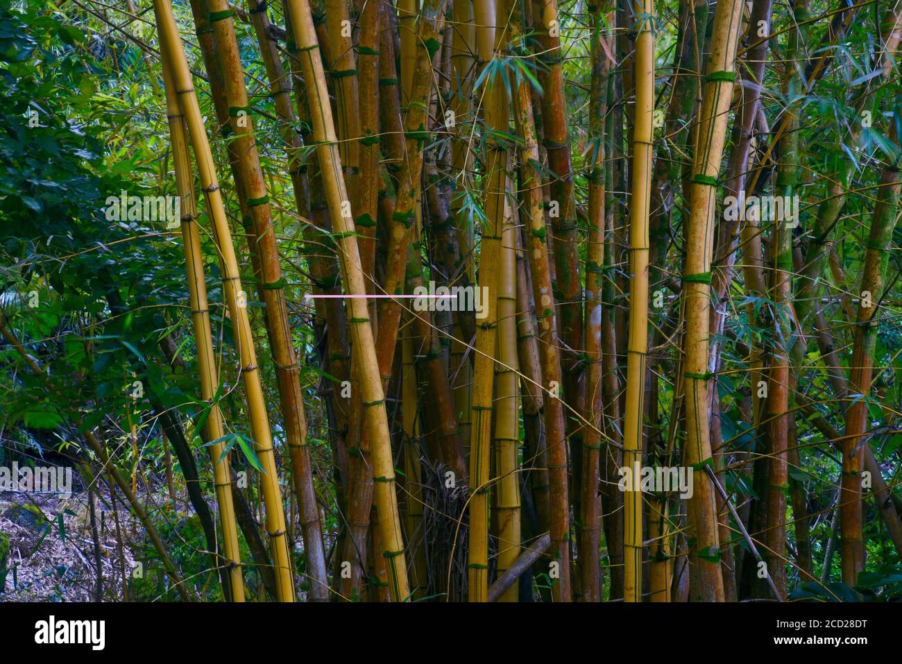 Thicket of bamboo at sunset, Waimea Valley, Oahu Island, Haleiwa ...