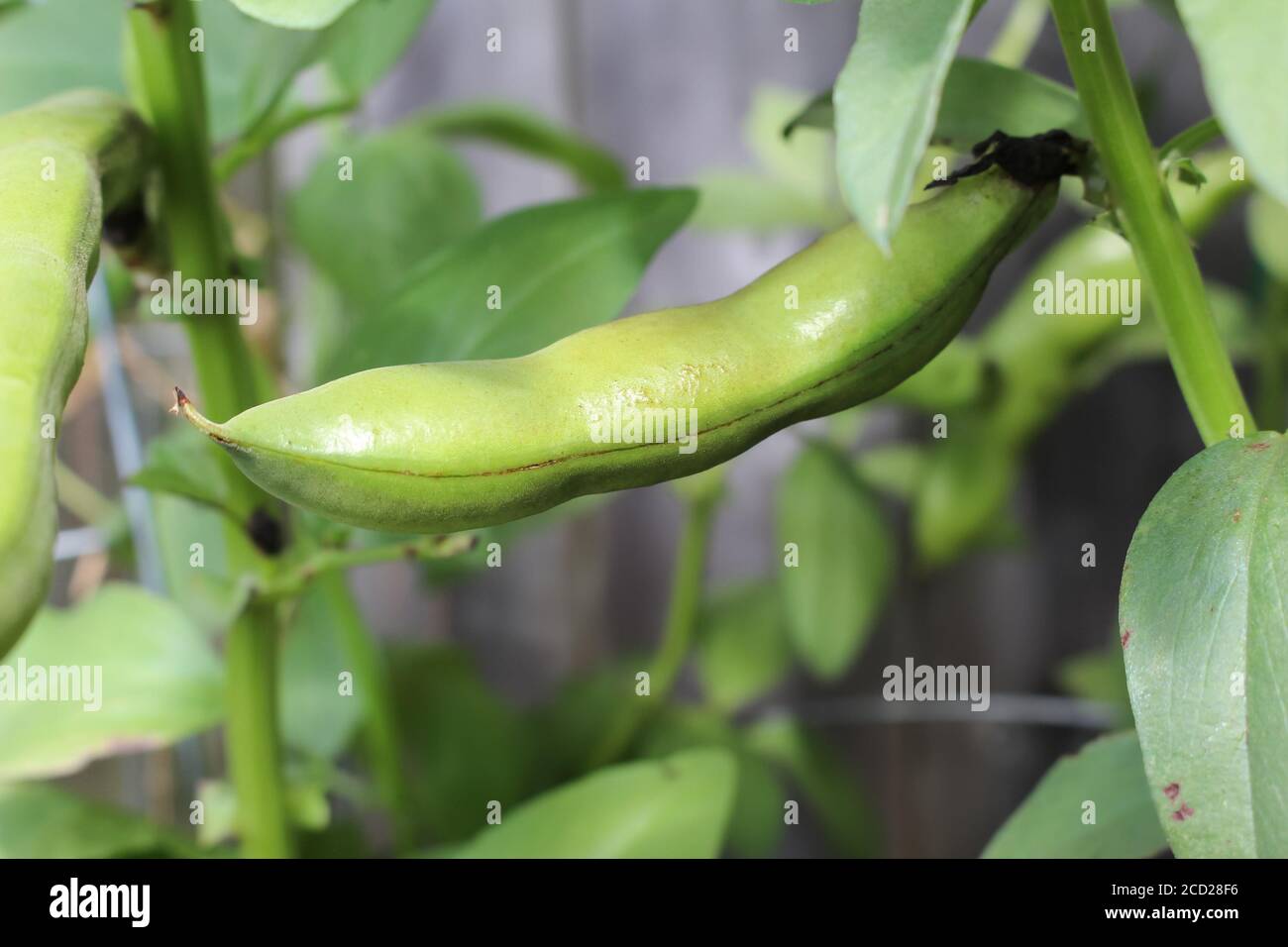 Lima bean plant hi-res stock photography and images - Alamy