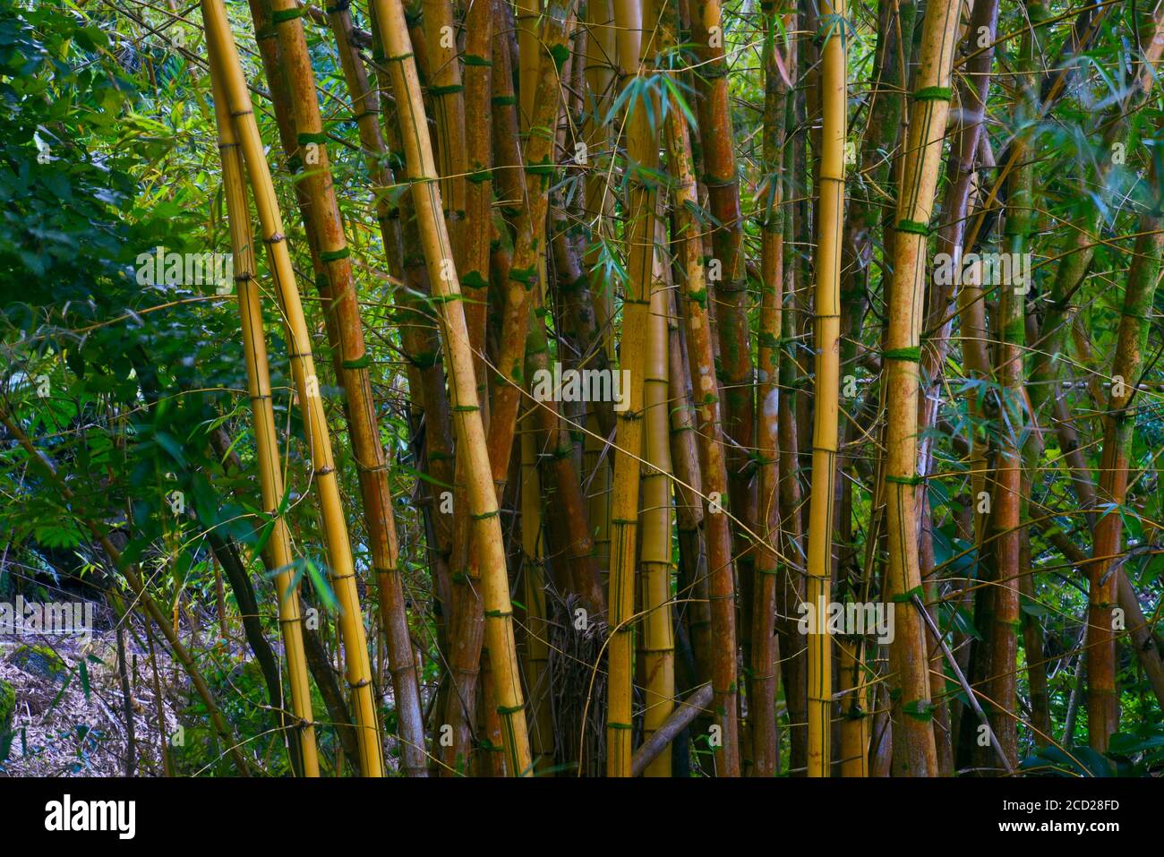 Bamboo thicket bamboo hi-res stock photography and images - Alamy
