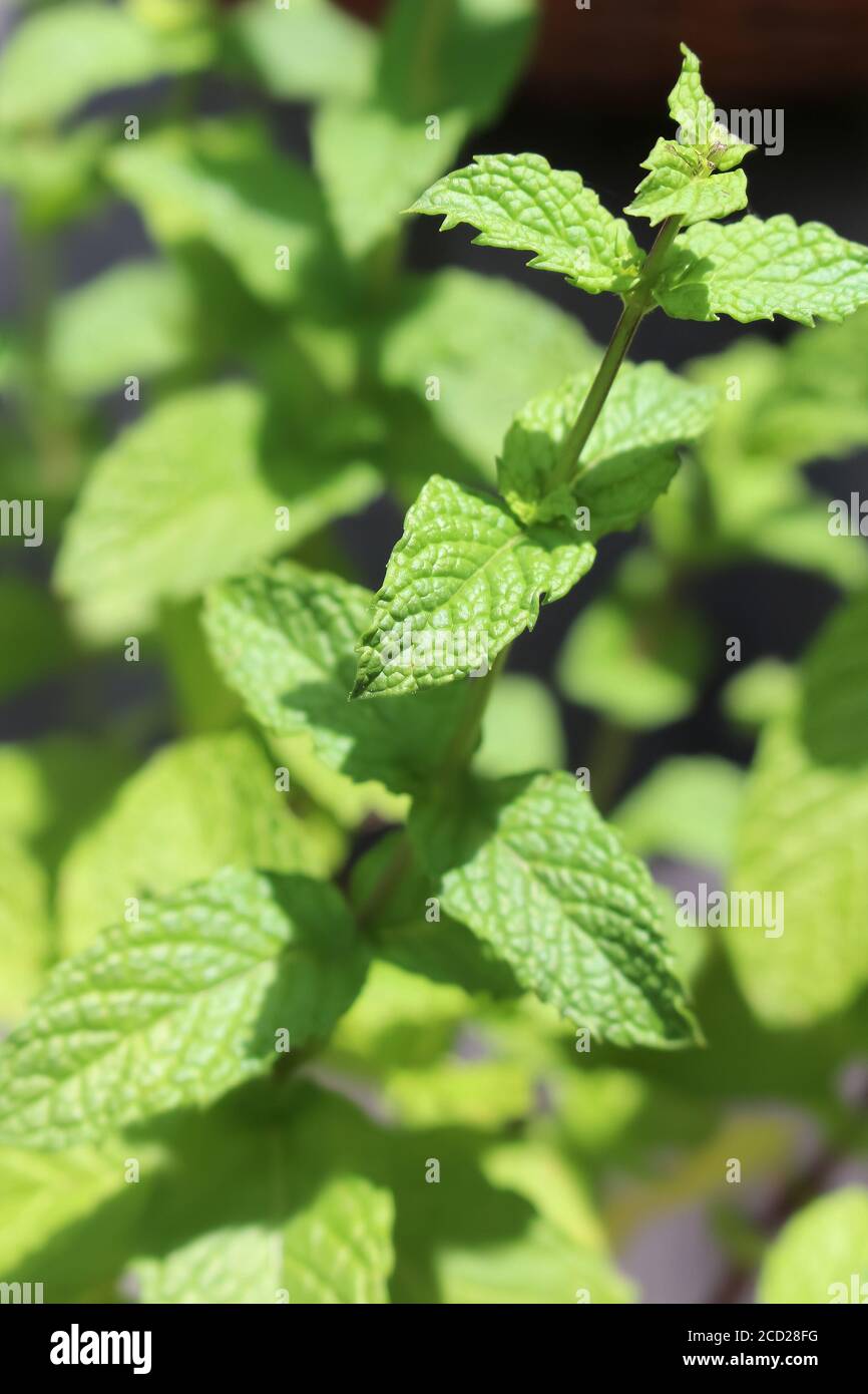 Green mint plant in a pot growing in the outdoors Stock Photo - Alamy