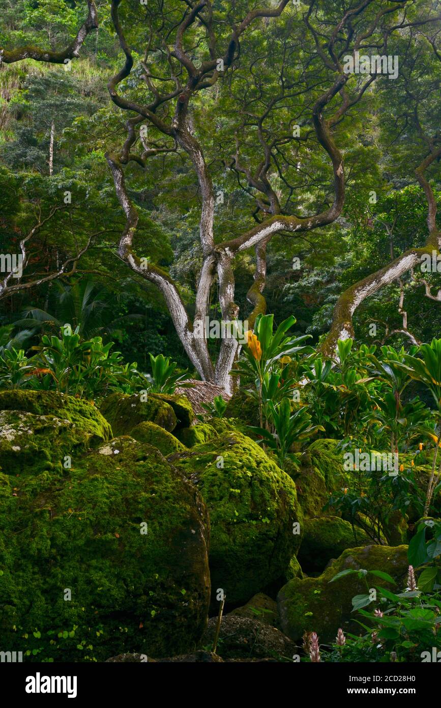 Spectacular stand of trees and moss-covered rocks in tropical forest ...