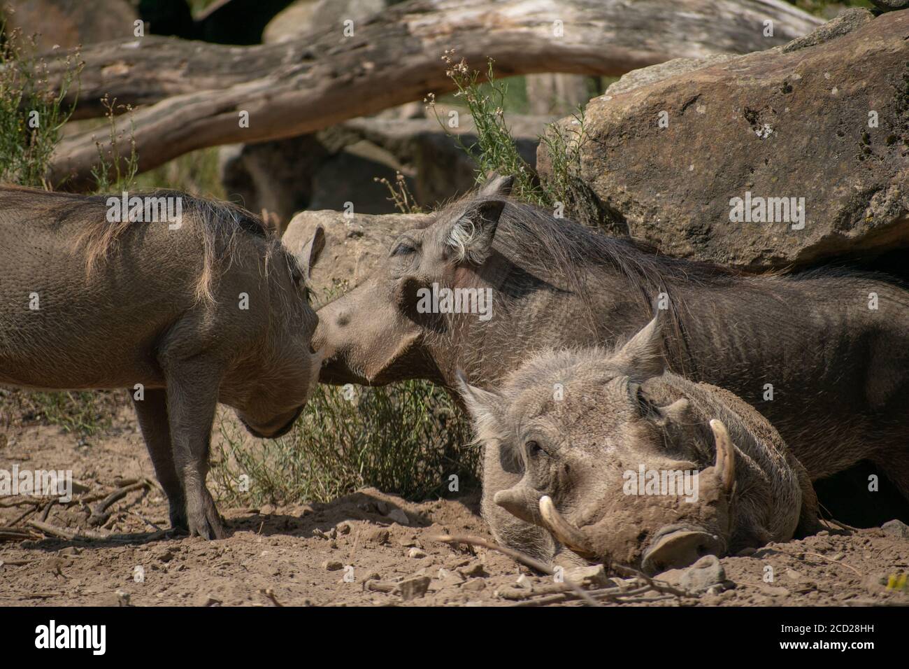 Common warthogs resting on the ground Stock Photo - Alamy