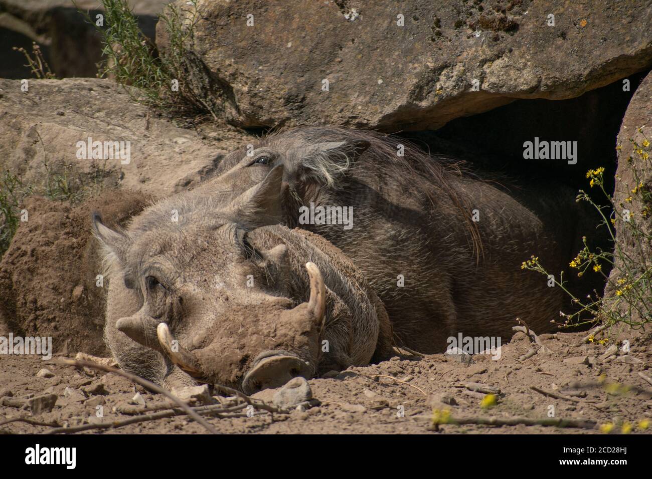 Closeup shot of a warthog in Osnabruck's zoo, Germany Stock Photo - Alamy