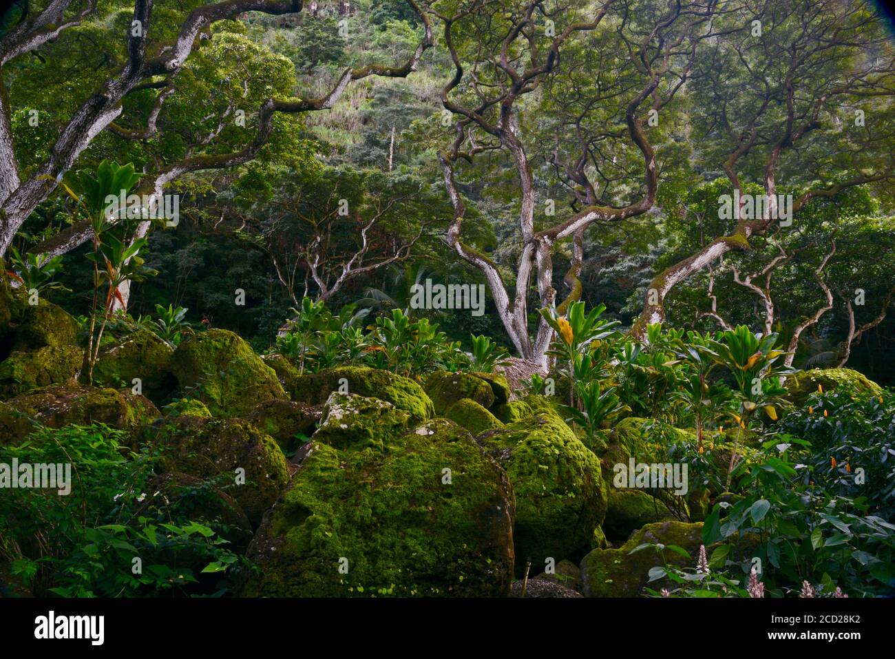 Spectacular stand of trees and moss-covered rocks in tropical forest ...