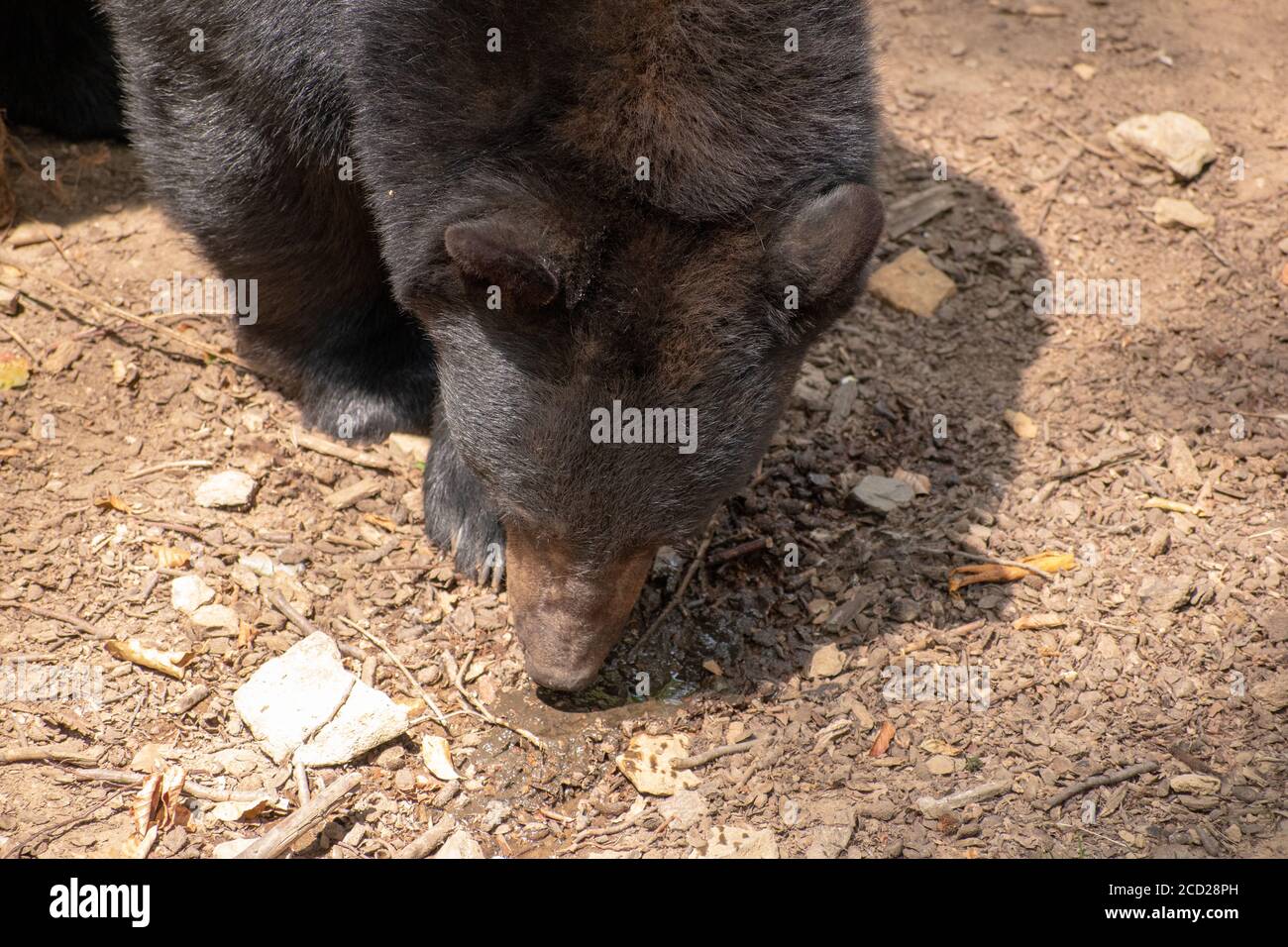 Brown bear with bowed head Stock Photo - Alamy