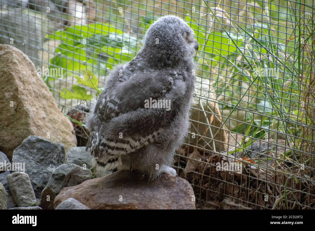 Back owls hi-res stock photography and images - Alamy