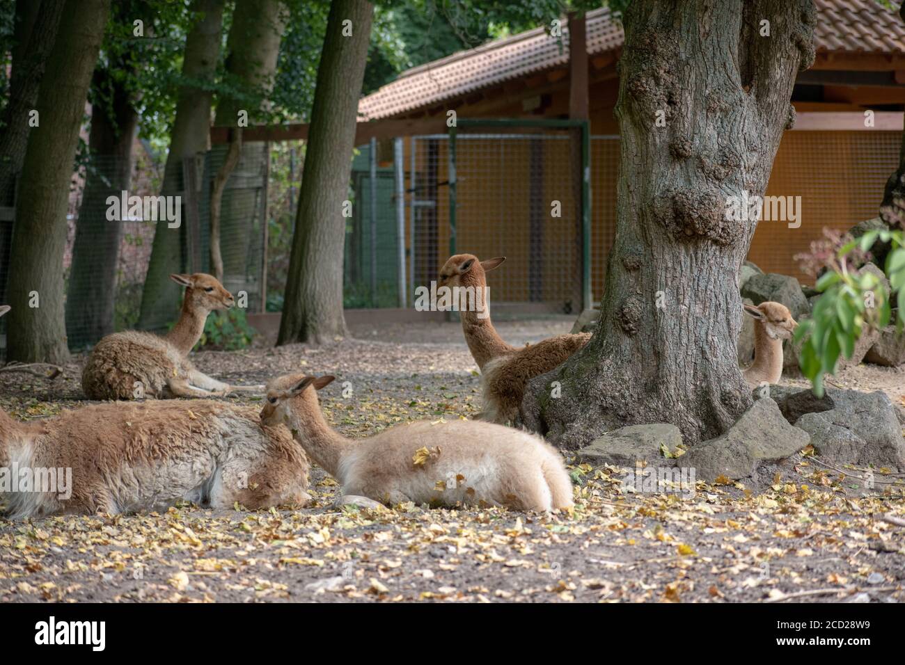 Llamas in germany hi-res stock photography and images - Alamy