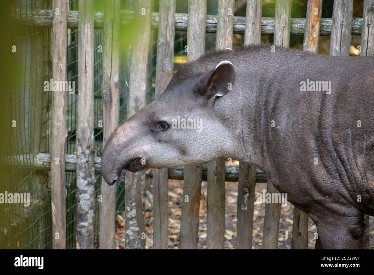 Gray tapir hi-res stock photography and images - Alamy