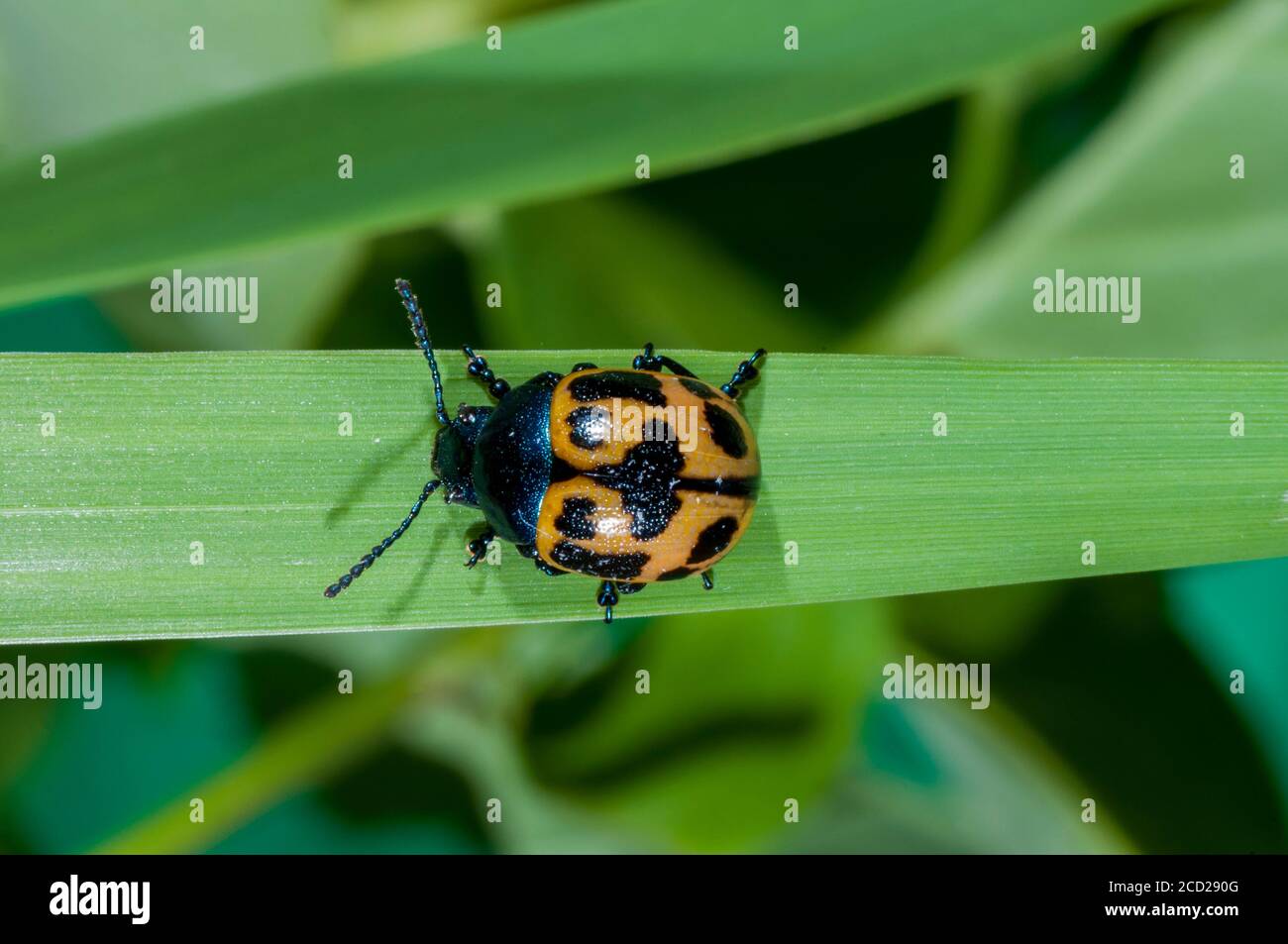 Vadnais Heights, Minnesota. Swamp Milkweed Leaf Beetle, Labidomera ...