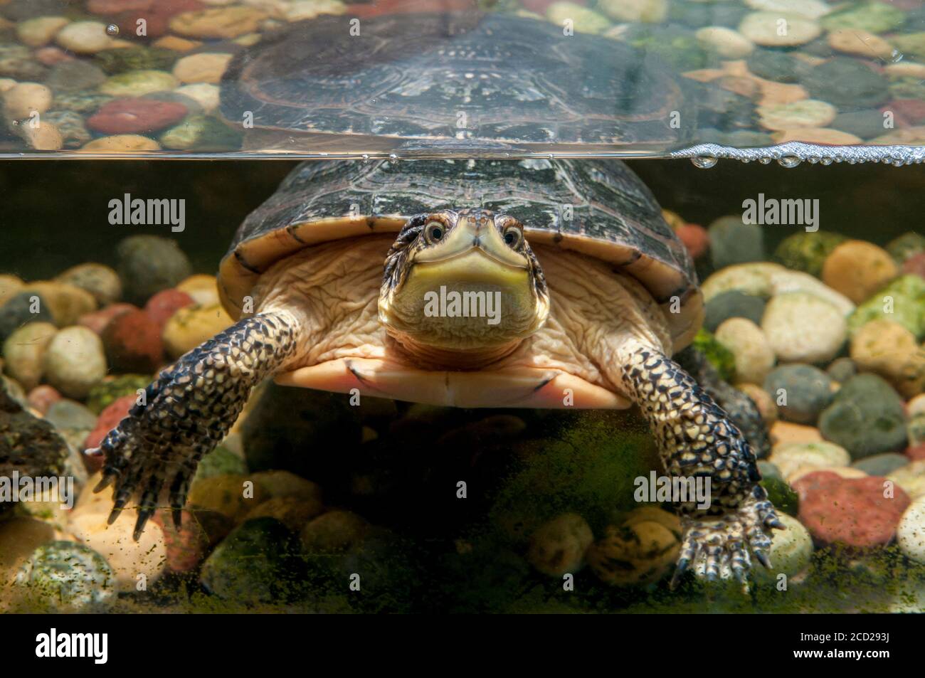 Blanding's turtle hi-res stock photography and images - Alamy