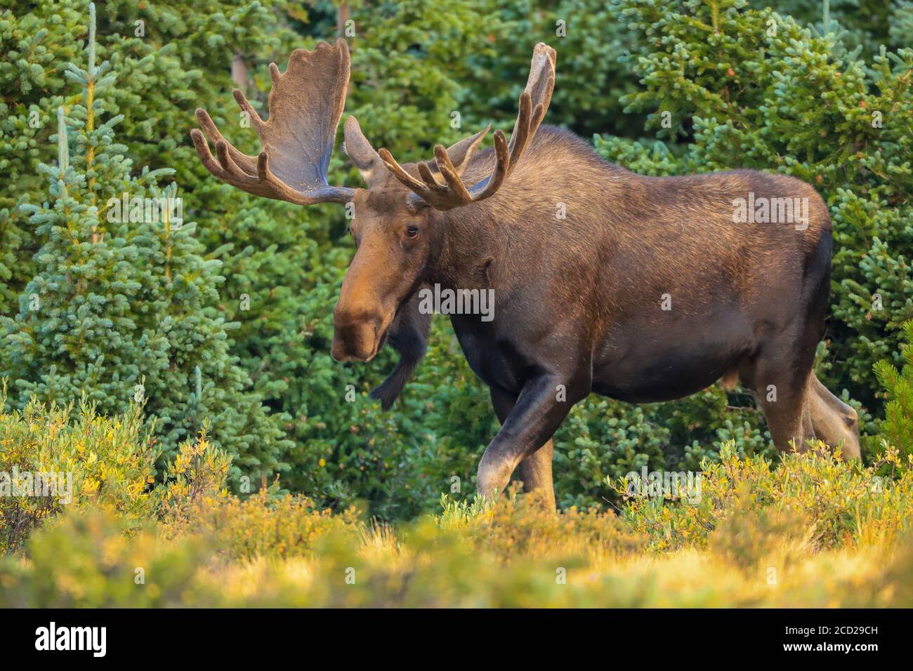 Bull moose walking through forest hi-res stock photography and images ...