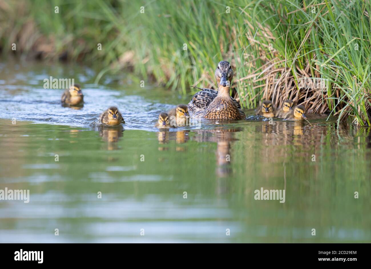 Mallar hi-res stock photography and images - Alamy