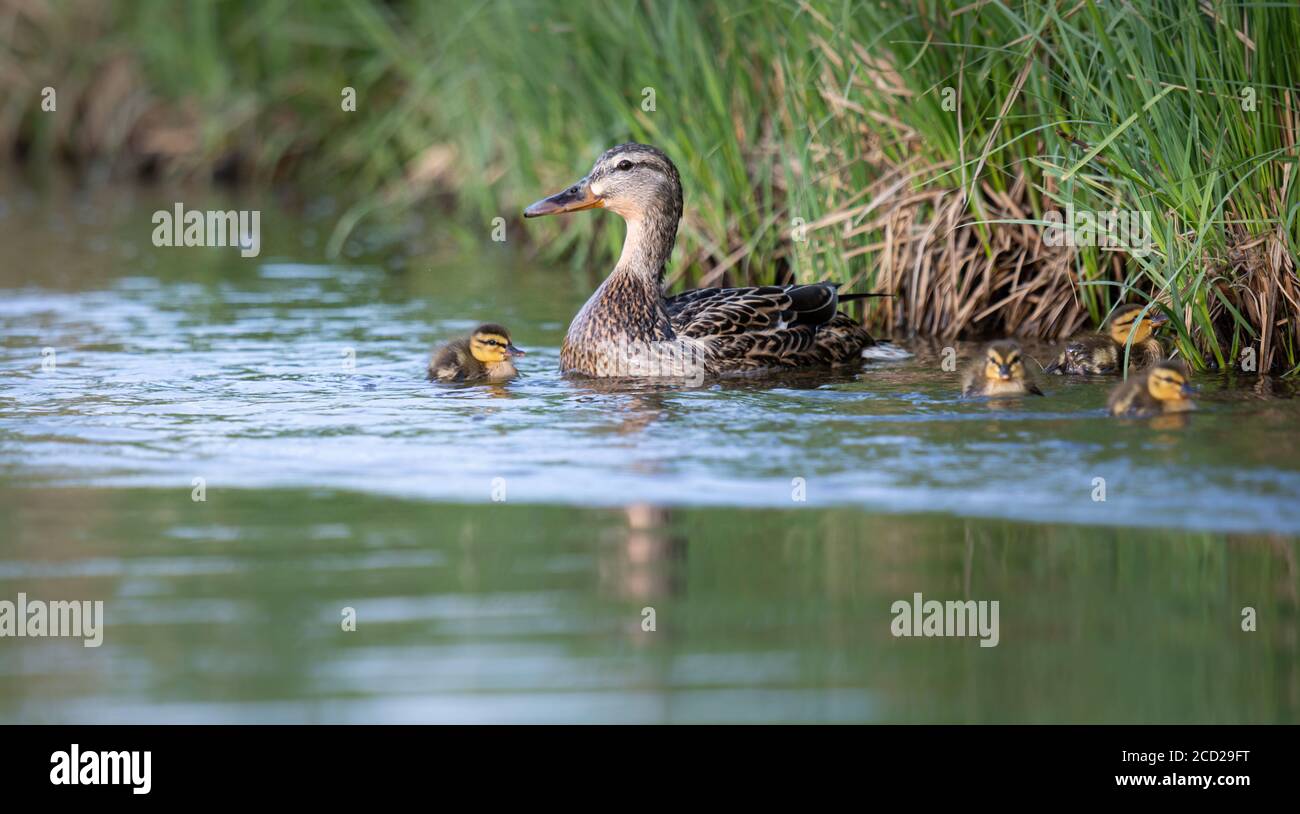Mallar hi-res stock photography and images - Alamy