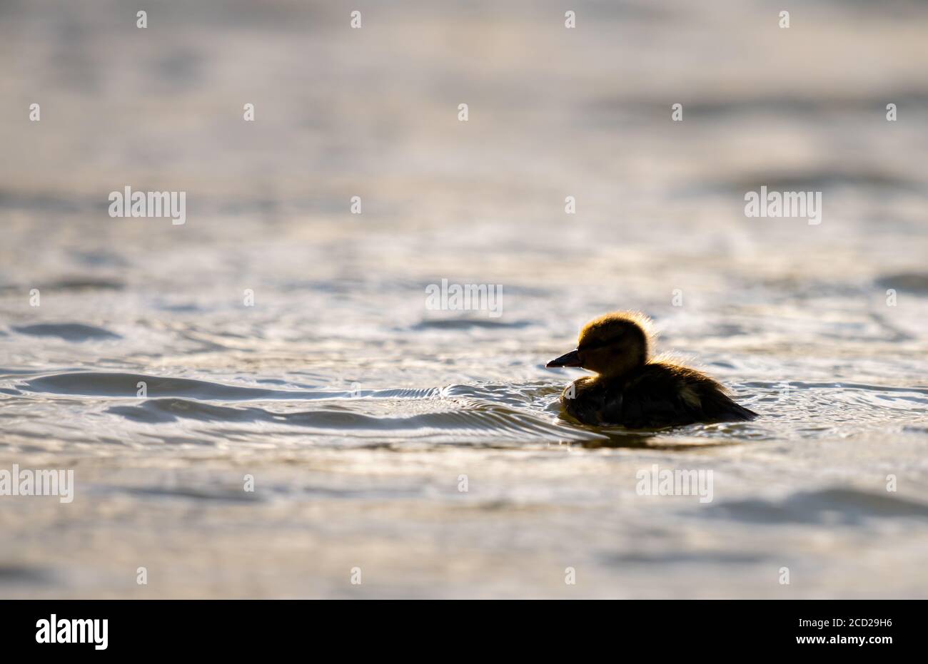 Mallar hi-res stock photography and images - Alamy