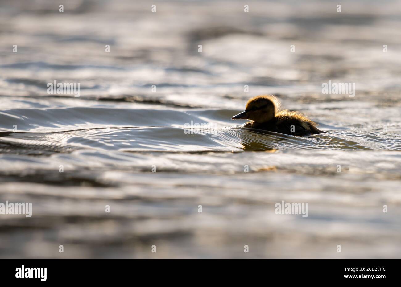 Mallar hi-res stock photography and images - Alamy