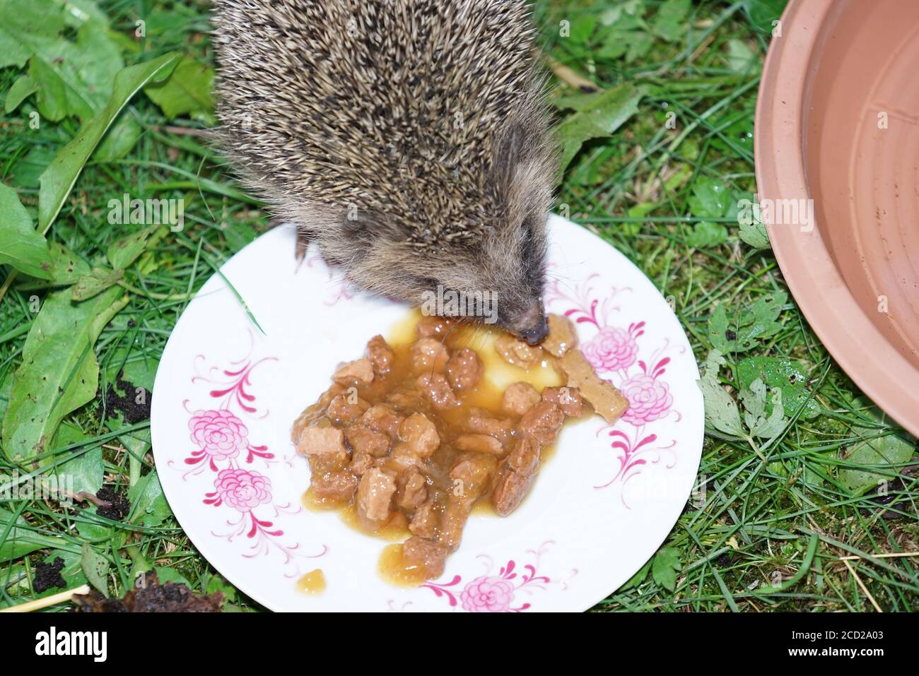 Top view shot of a hedgehog eating a meat dish on the plate Stock Photo ...