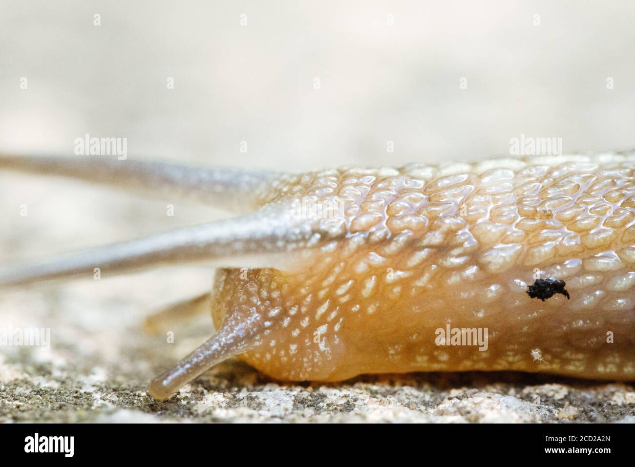 Slug anatomy hi-res stock photography and images - Alamy