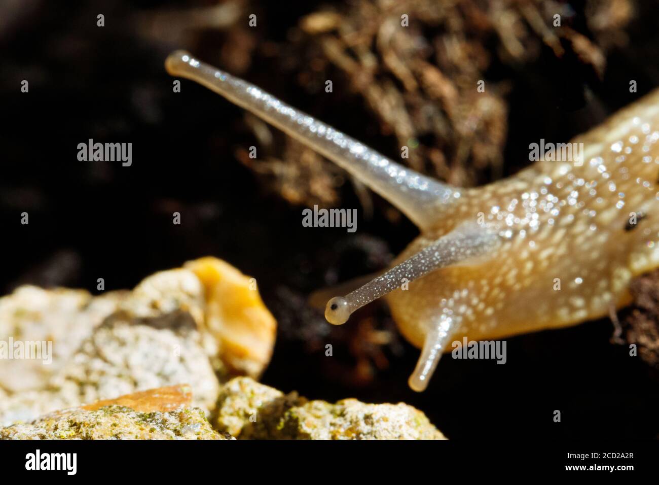Slug anatomy hi-res stock photography and images - Alamy