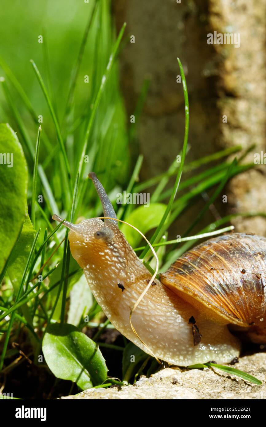 Closeup shot of a large slug crawling around on the ground Stock Photo ...