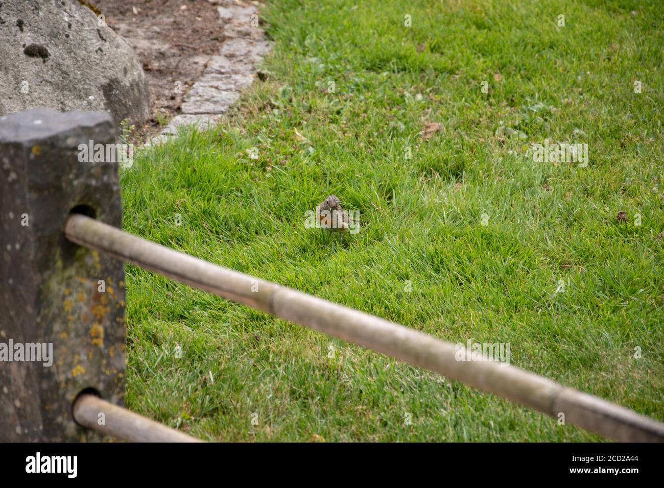 Beautiful shot little sparrow hi-res stock photography and images - Alamy